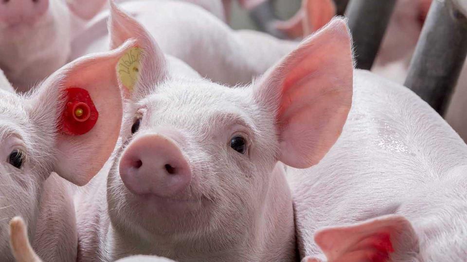 Neopigg, le programme porcelets