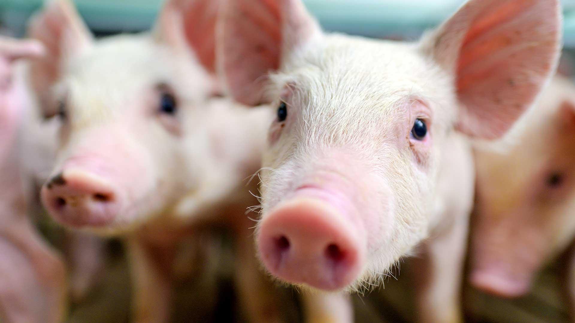 La gamme porc chez Provimi