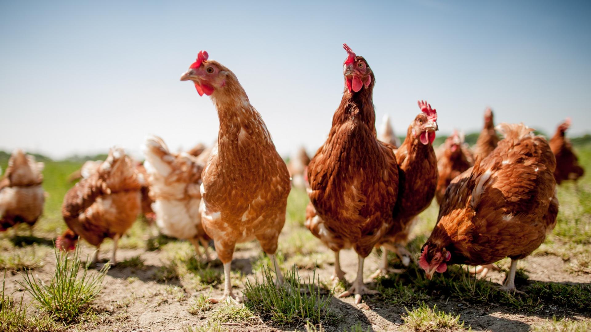 Poulette et pondeuse : une offre complète répondant aux demandes du marché
