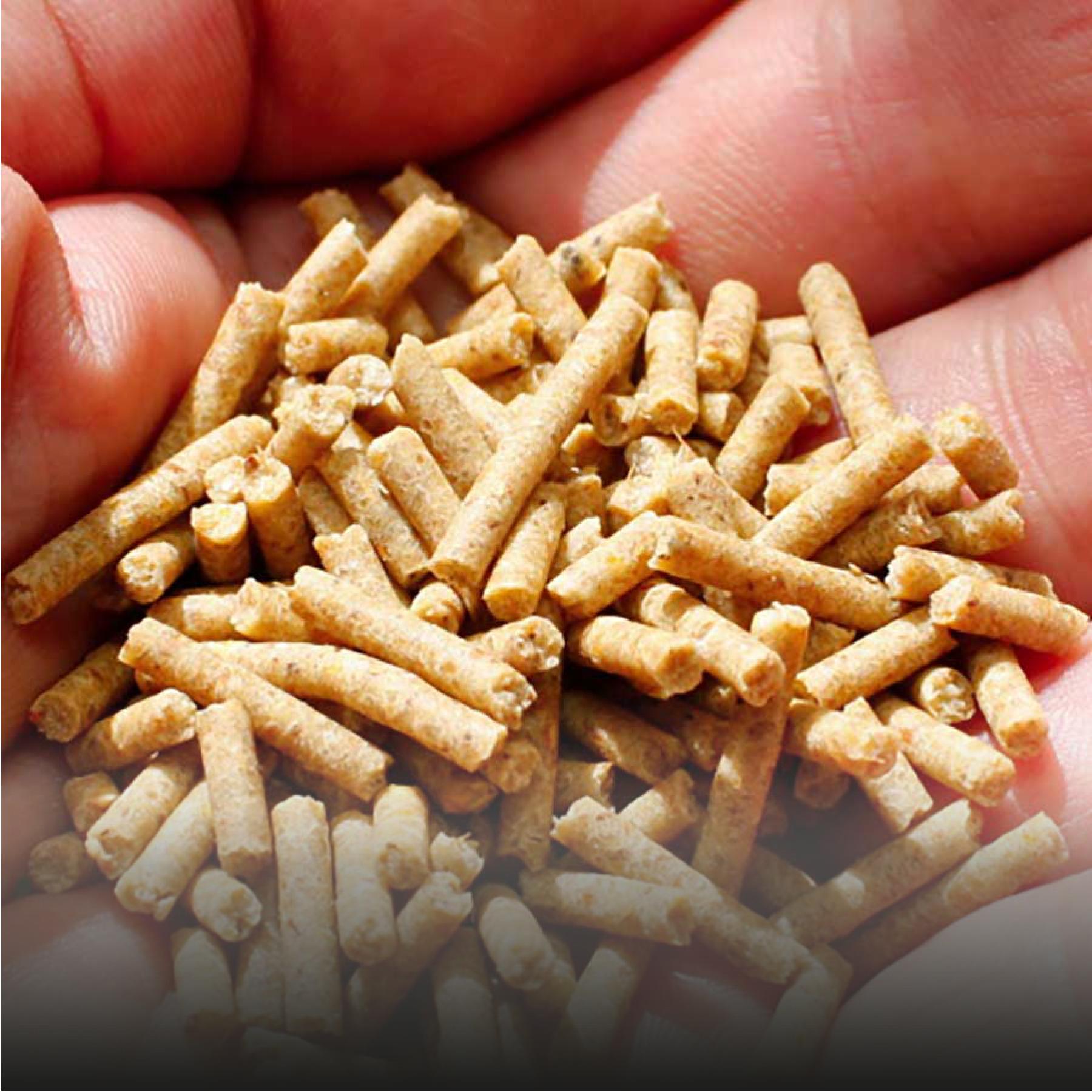 Les ruminants chez Provimi