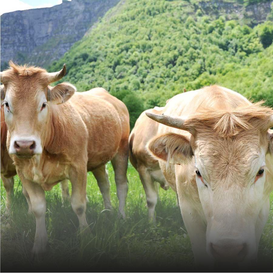 Les ruminants chez Provimi