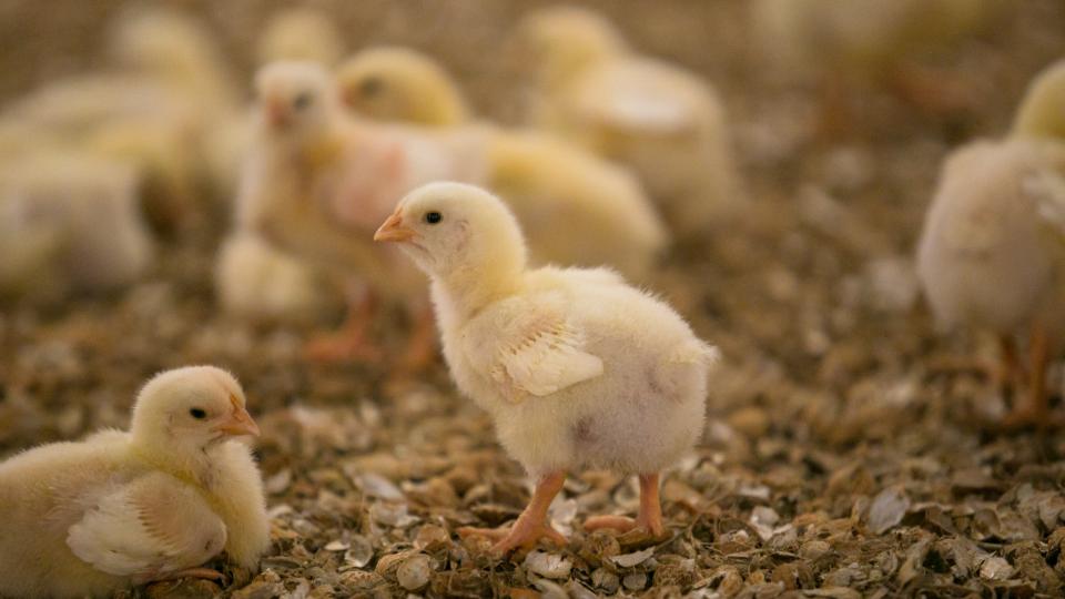 Volaille de chair : la performance au naturel
