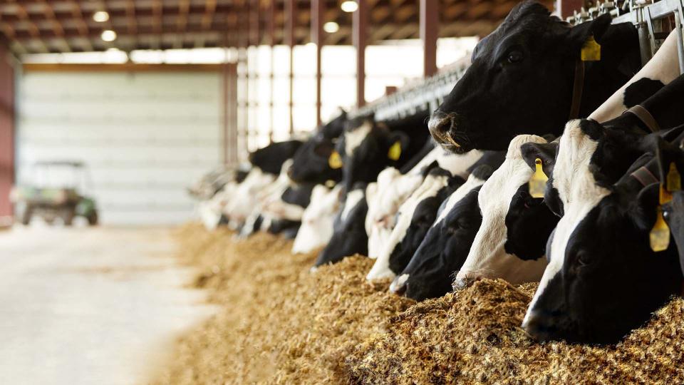 Animal welfare and sustainable development on pig, ruminant and poultry ...