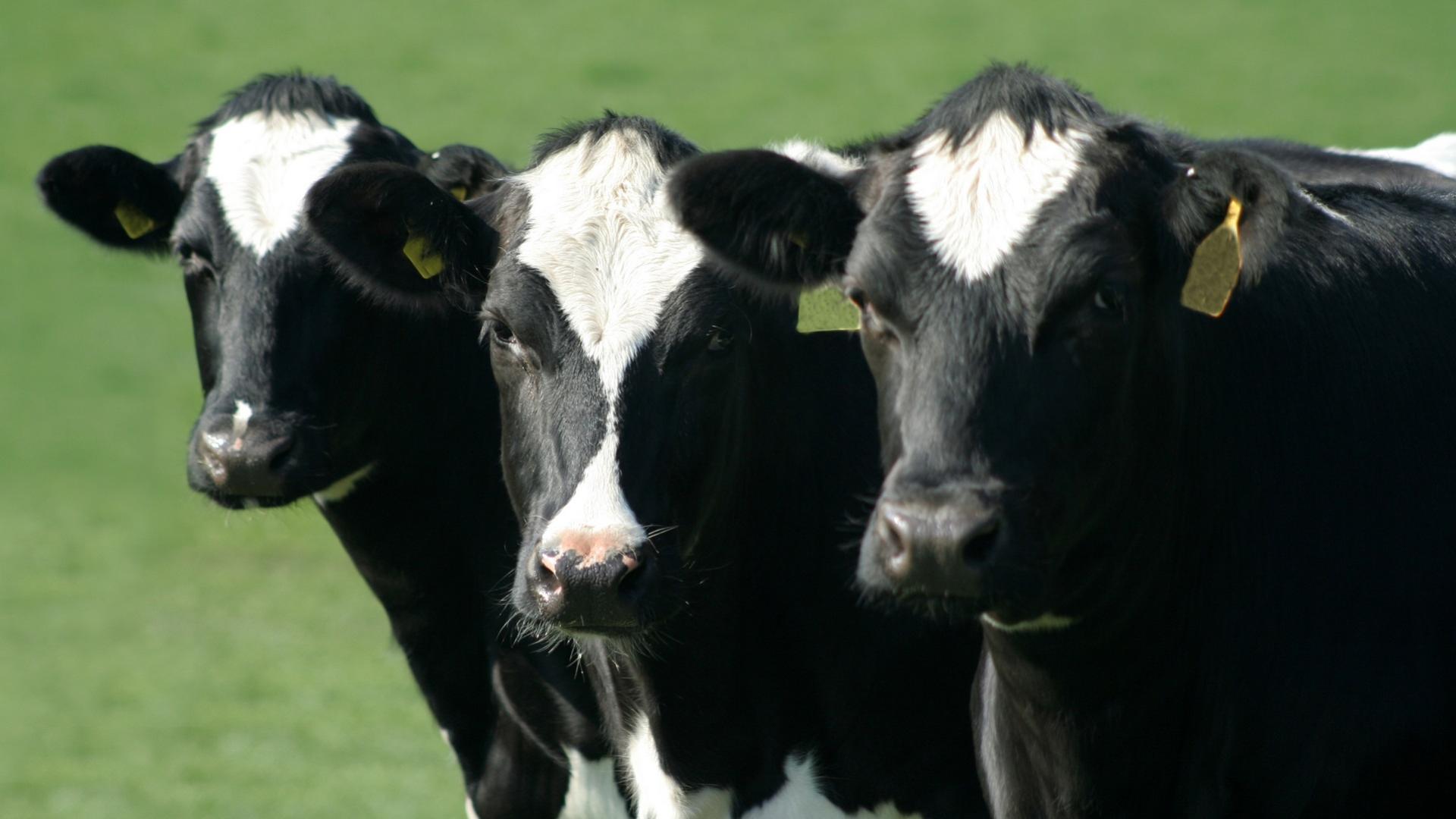 Santé et longévité ruminants