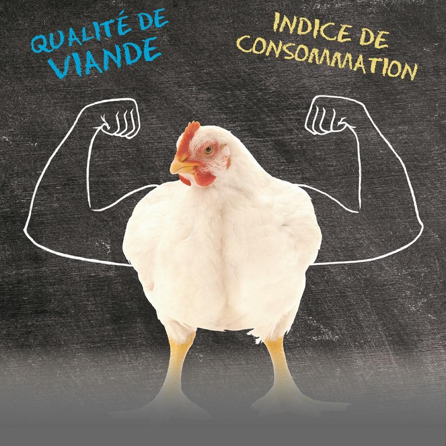 Volaille de chair : la performance au naturel