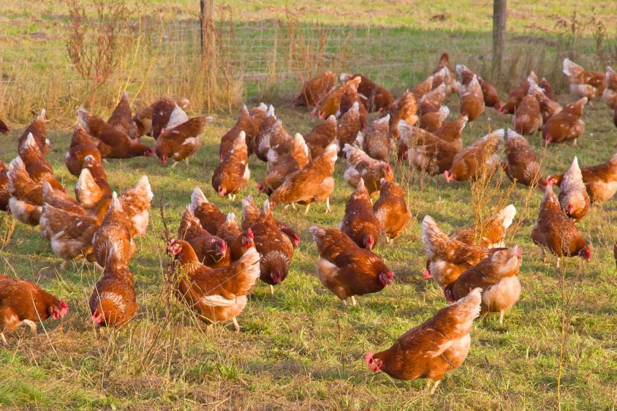 Poulette et pondeuse : une offre complète répondant aux demandes du marché