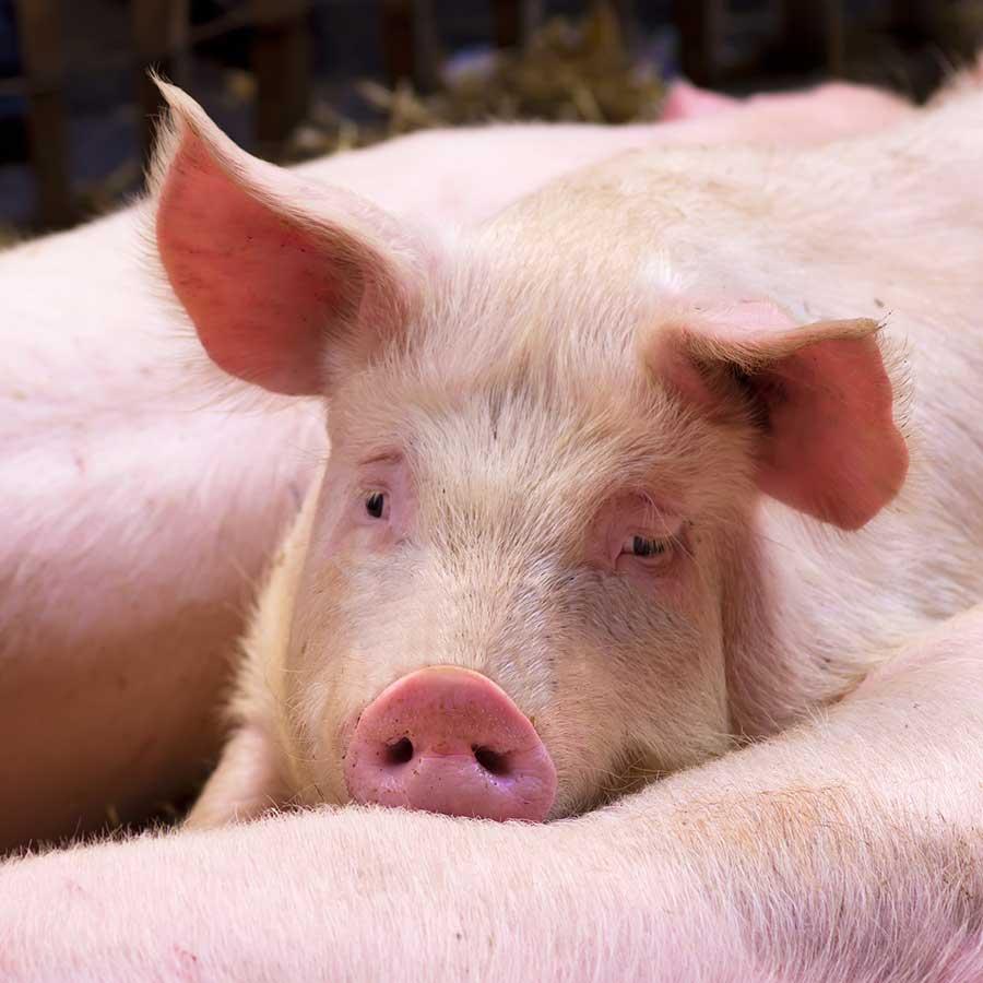 La gamme porc chez Provimi