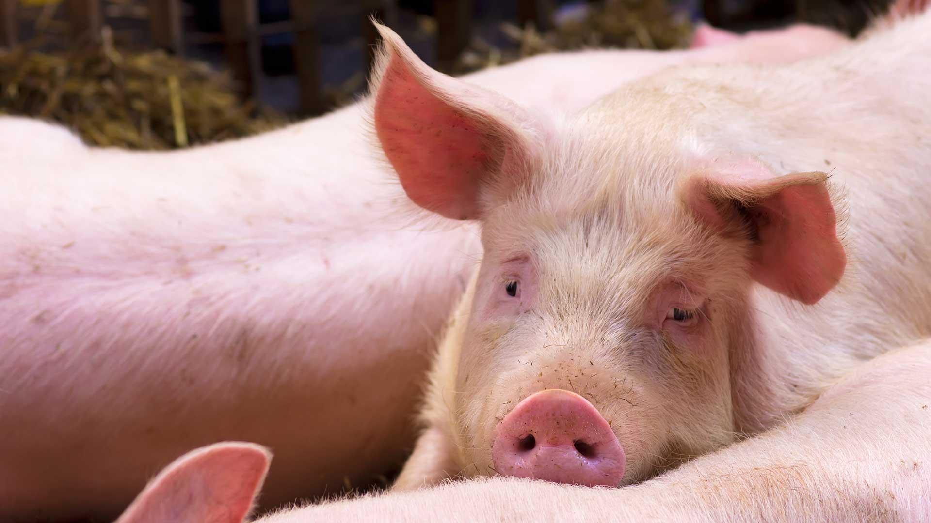 Utmost : le programme pour porcs charcutiers