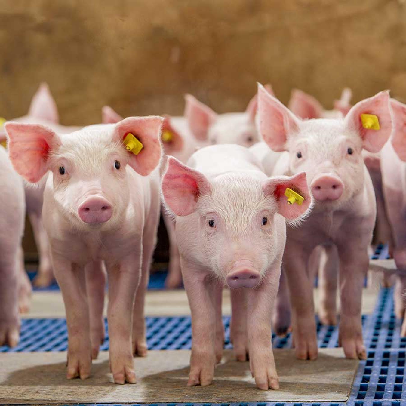 Provimi's pork range