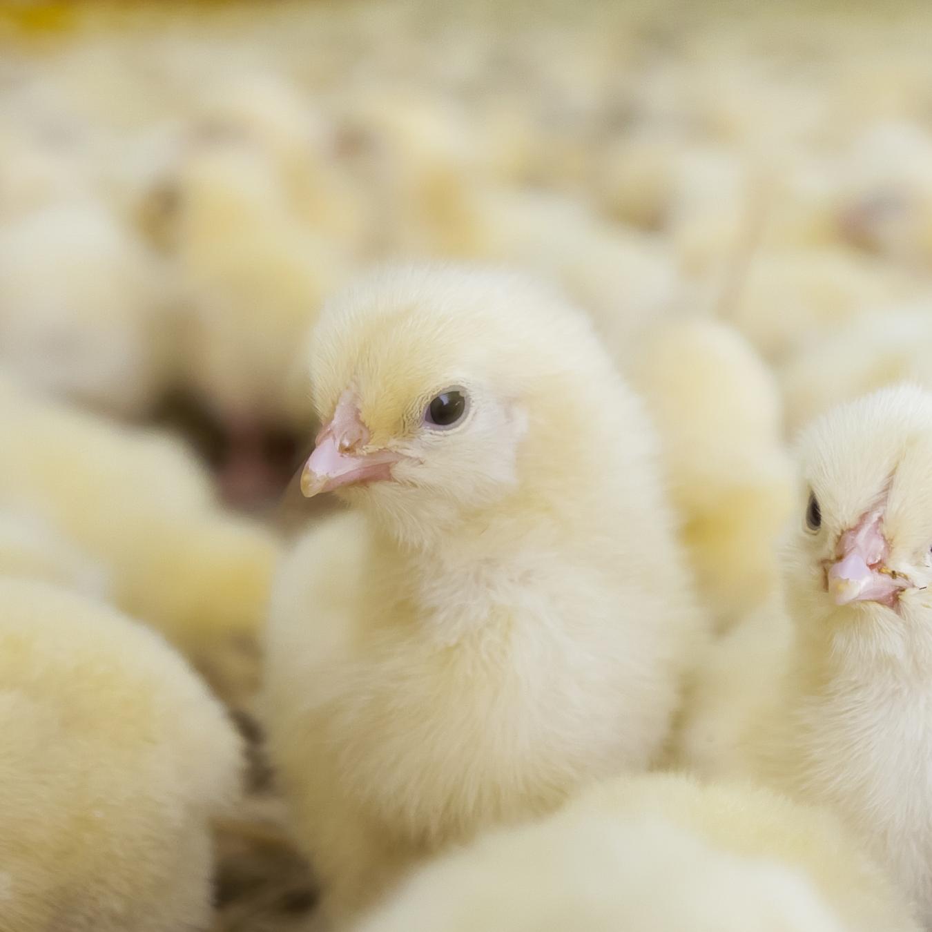 Volaille de chair : la performance au naturel