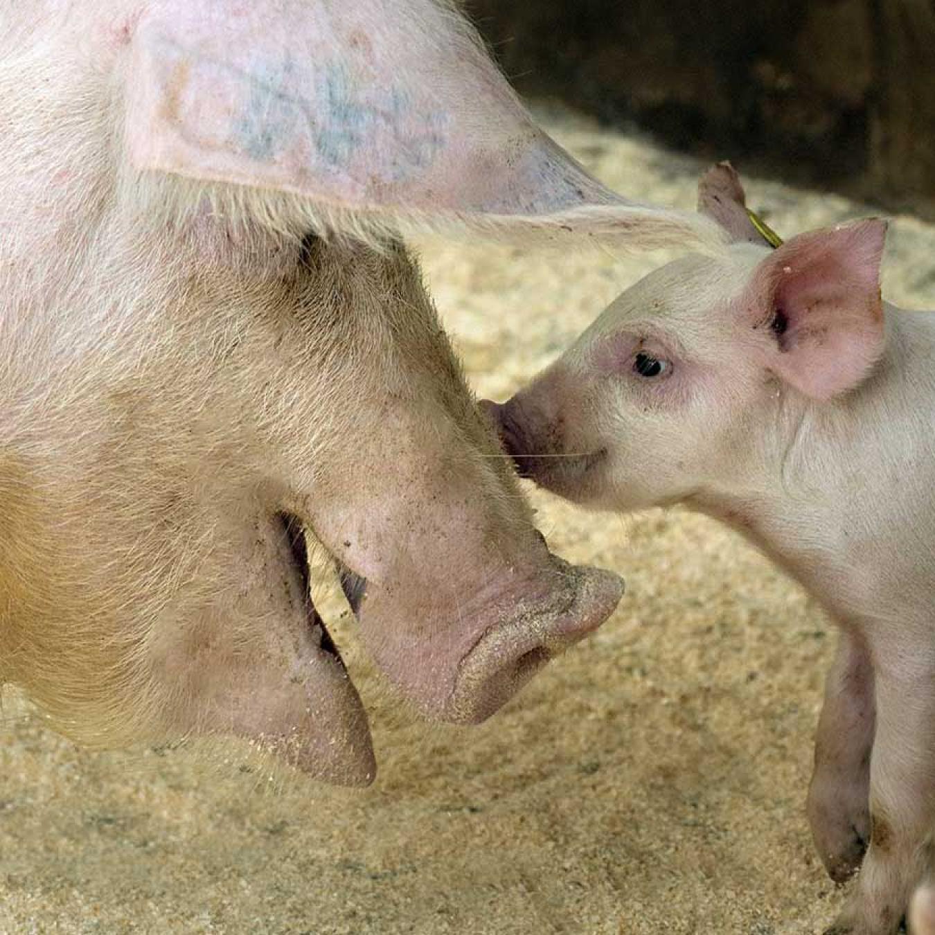 Provimi's pork range